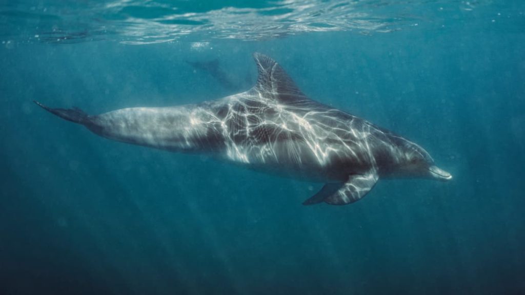 Dolphins in Perth: How to See and Swim With Dolphins | Perth Weekend